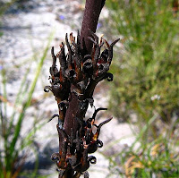 Esperance Wildflowers: Haemodorum spicatum – Bloodroot