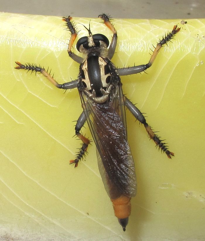 Esperance Fauna: Asilidae - Asilinae sp. - Robber Fly