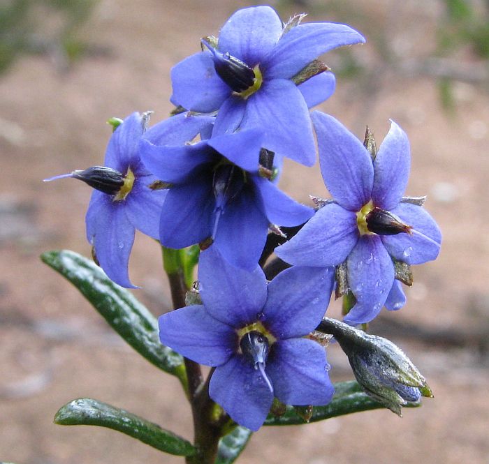 Esperance Wildflowers: Halgania andromedifolia - Blue Bush