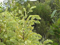 Esperance Wildflowers: Olax phyllanthi - Olacaceae