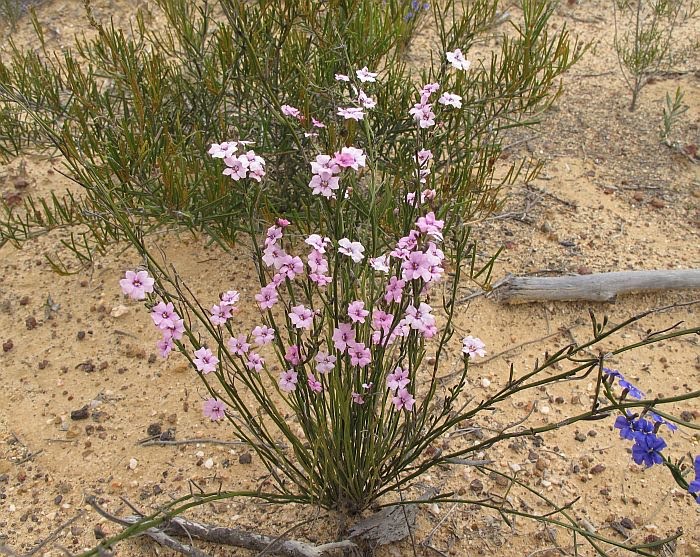 Esperance Wildflowers: Pouched Dampiera - Dampiera sacculata