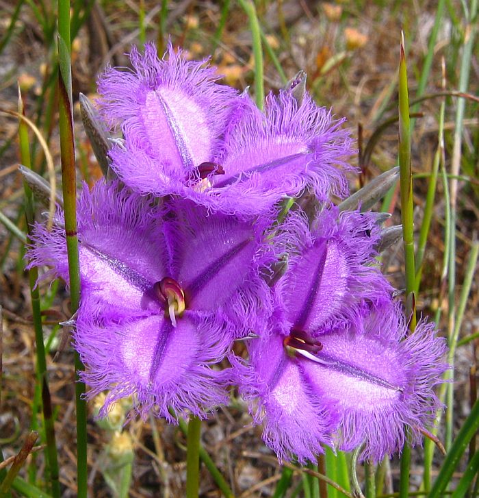 Esperance Wildflowers: Thysanotus triandrus - Fringe Lily