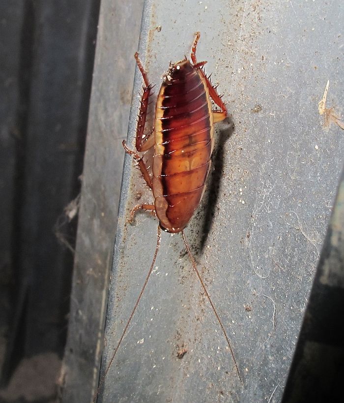 Esperance Fauna: Drymaplaneta heydeniana - Golden Cockroach