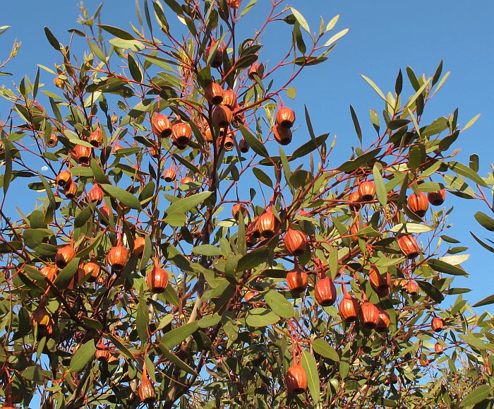 Esperance Wildflowers: Eucalyptus stoatei - Scarlet Pear Gum