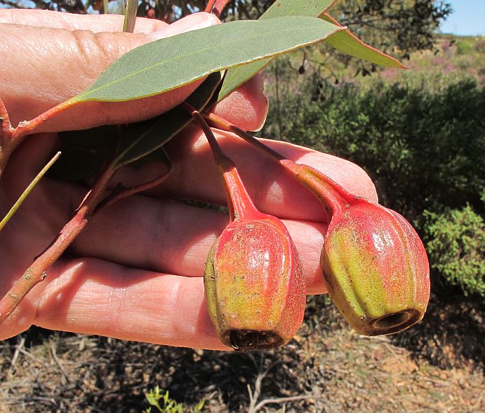 Esperance Wildflowers: Eucalyptus stoatei - Scarlet Pear Gum