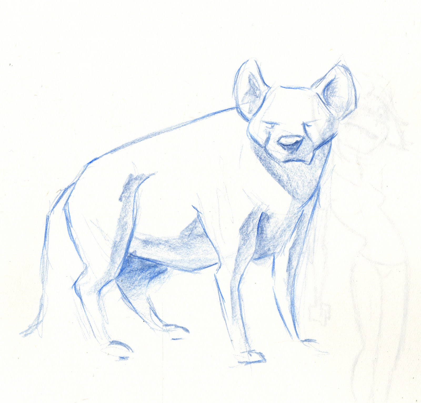 Caroline Boyk's Blog: Animal Drawings