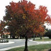 All About Chinese Trees: Chinese trees - The Source of Honey and Oil