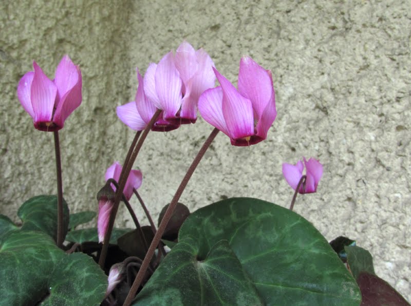 Kertünk: Erdei ciklámen