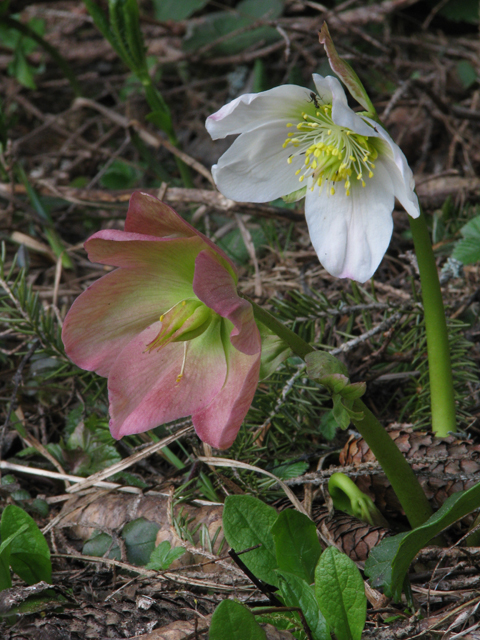 Kertünk: Fekete hunyor (Helleborus niger)