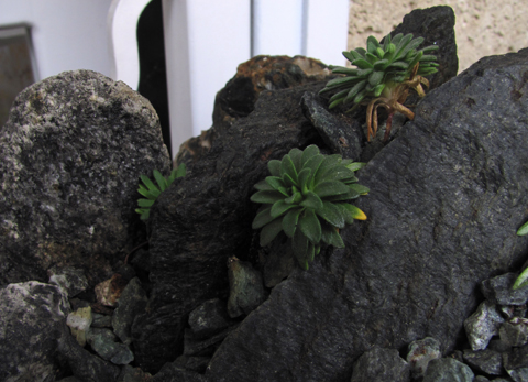 Our Garden: Our Miniature Rock Gardens