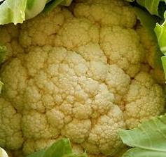 Aidan Brooks: Trainee Chef - Recipes: Oxtail With Cauliflower Foam And ...