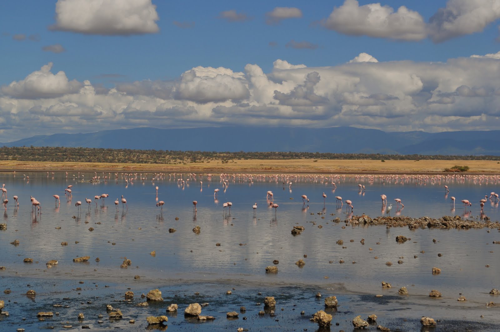 KENYA CAMPERS: LAKE MAGADI