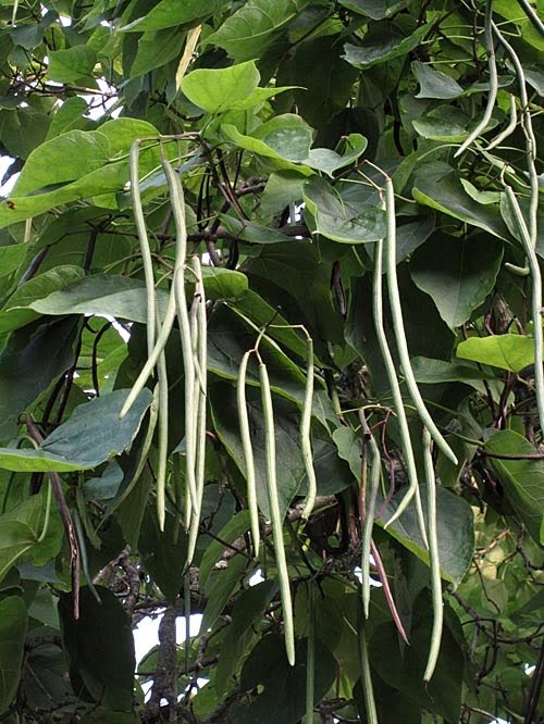 Ferida's Backyard: Catalpa Pros and Cons