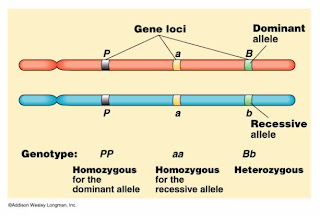 BiologyII Summer Assignment: Explain how an allele is different from a ...