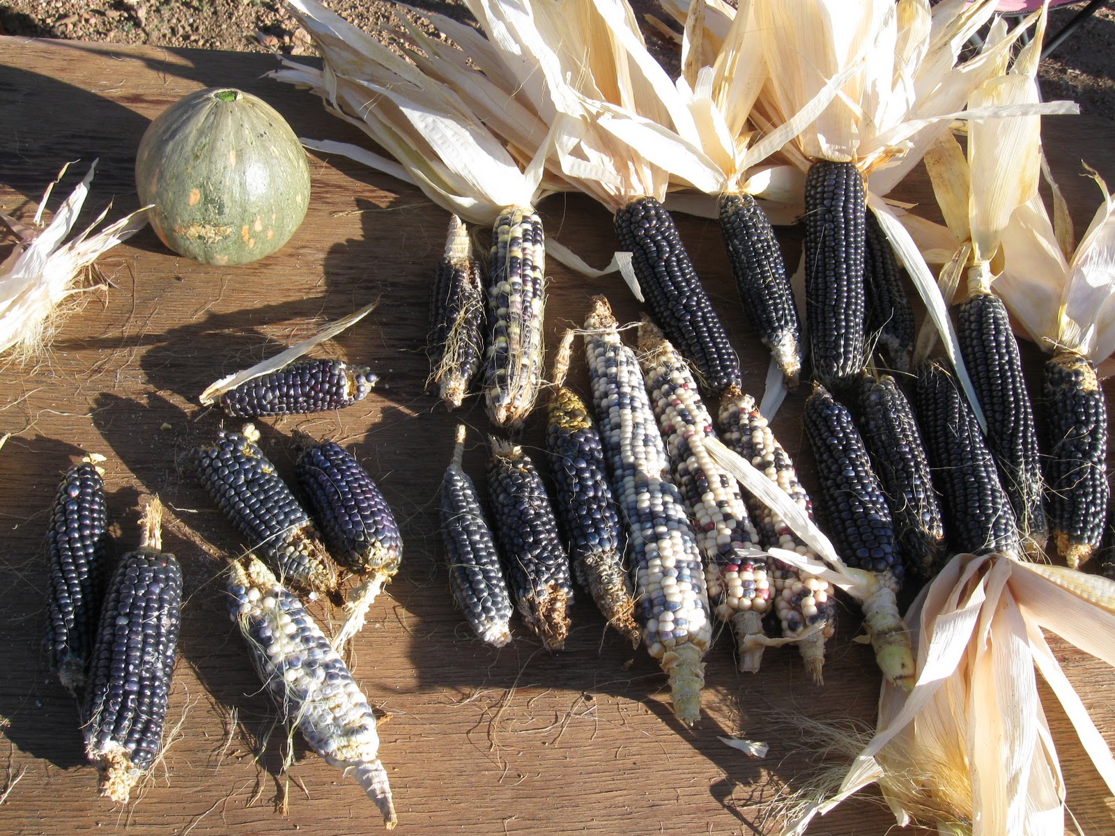 High Desert Home Garden: Hopi Blue Corn Harvest