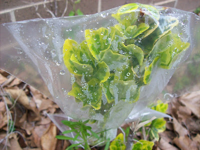 Mr. McClung's World: Transpiration