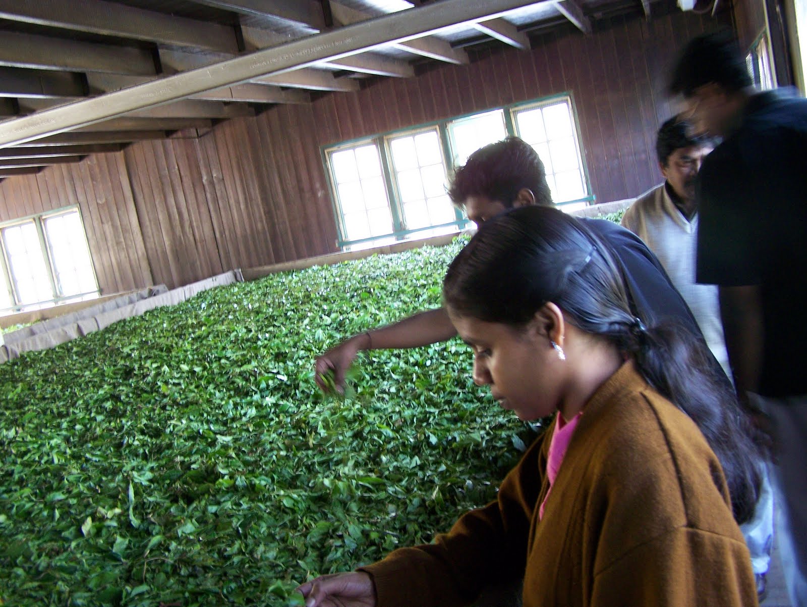 Ooty trip..... Exploring Dunsandle Tea Estate, Coonoor