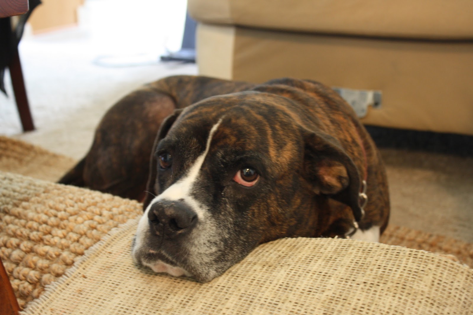 The Eleven Legged Life: From ewww... to Oooh Lah Lah!!