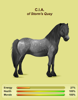 Ultimate Howrse: This is a normal Newfoundland Pony