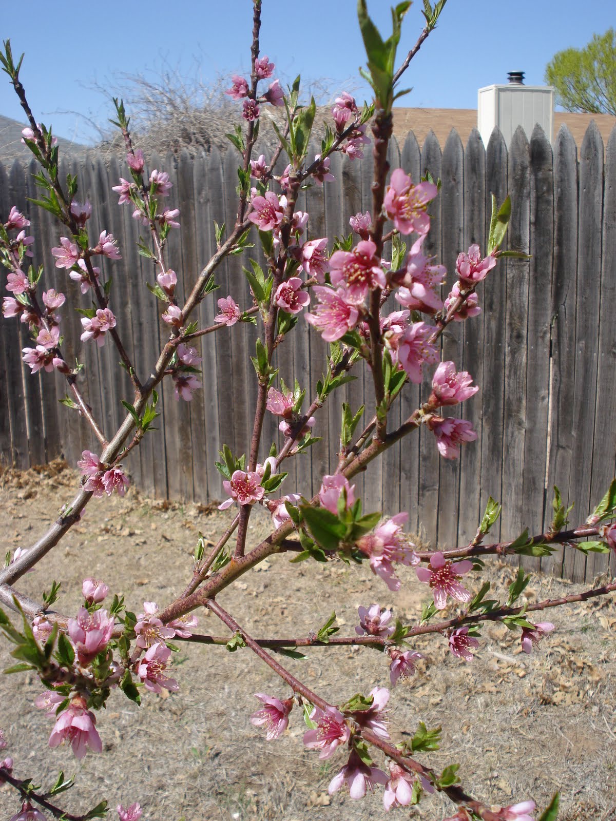 My Lubbock Garden: Elberta Peach Tree Blooms