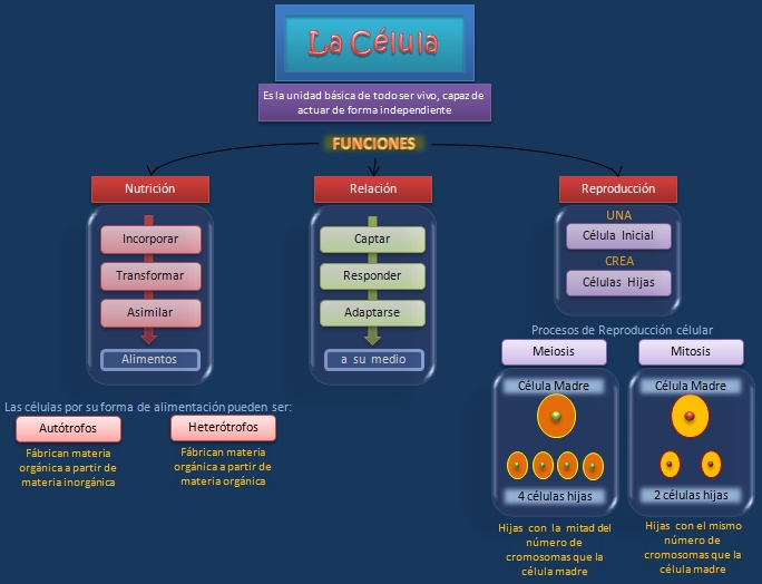Funciones de la Célula | Esquemas, diagramas, gráficos y mapas ...