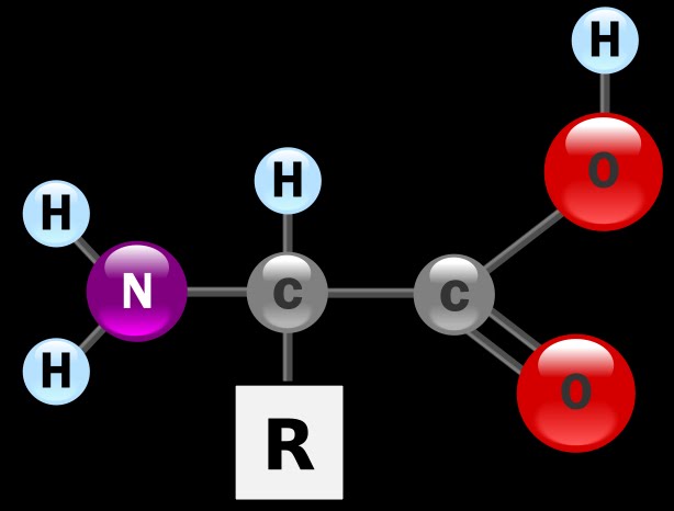 Quimica de grado once: AMINOÁCIDOS