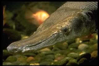 our Earth our Lives: Fact about Alligator Gar