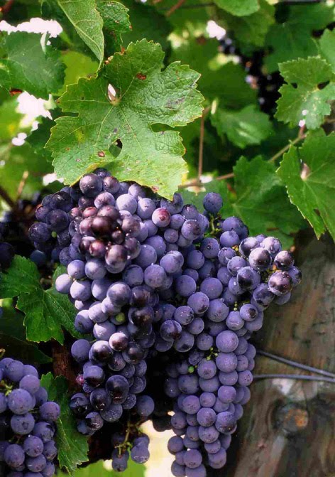 Entre vino y vinos: Las Vides