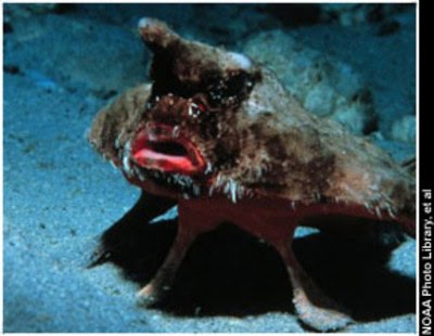 The Conservative Wahoo: Critical Link in Food Supply at Risk!!! We Are ...