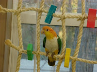 BIRD on the ROCKS: Climbing Net Play Gyms (The most NATURAL exercise a ...