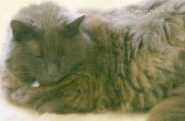 Words Words Words Fluffy Cat On Fluffy Rug words-words-words-fluffy-cat-on-fluffy-rug