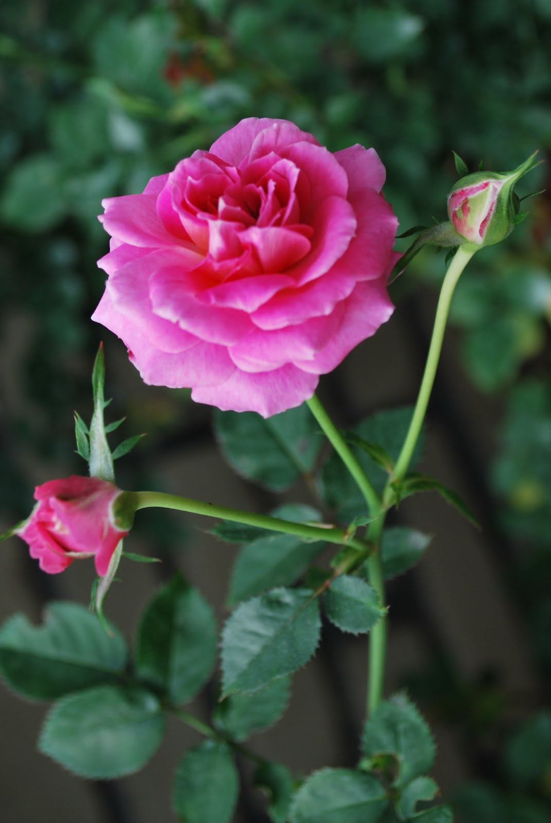 MydreamLand 我的梦幻世界: Charming Roses in Cameron Highland, Malaysia