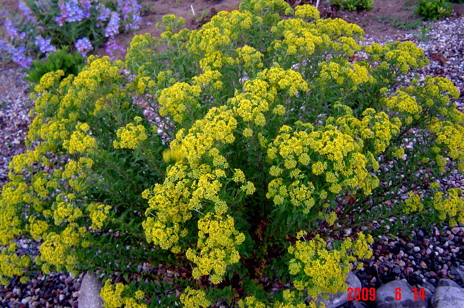 Anna's Perennials: Alyssum lenense