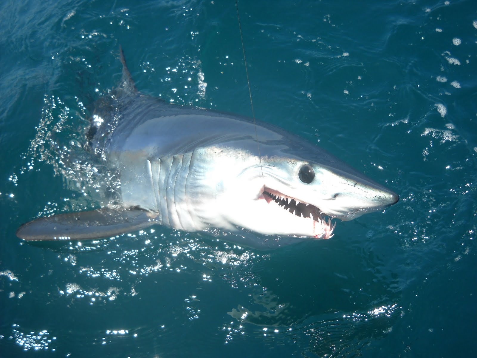 PERRY BERRY BLOG: San Diego Shark Fishing
