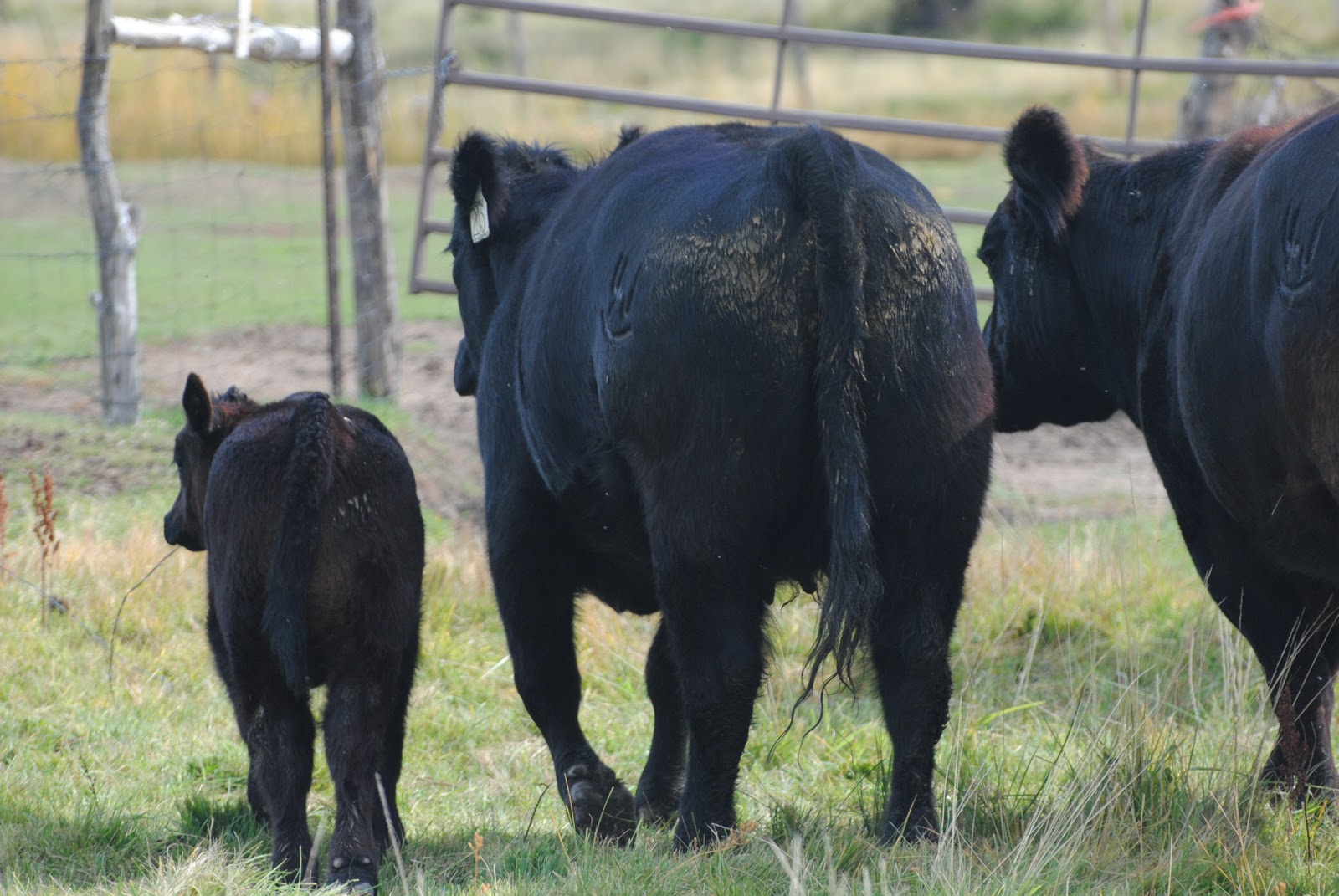 PERRY BERRY BLOG: Maine Anjou-Angus Herd 2010