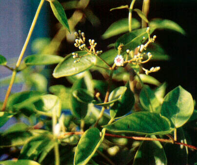 Puri Bunga Seruni: DAUN KENTUT