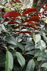 Puri Bunga Seruni: SAMBANG DARAH