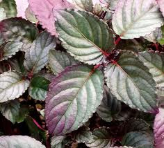 Tanaman Obat Tradisional: DAUN SAMBANG GETIH