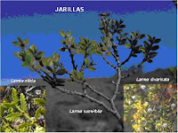 Estudio de la Flora de Mendoza: Jarilla