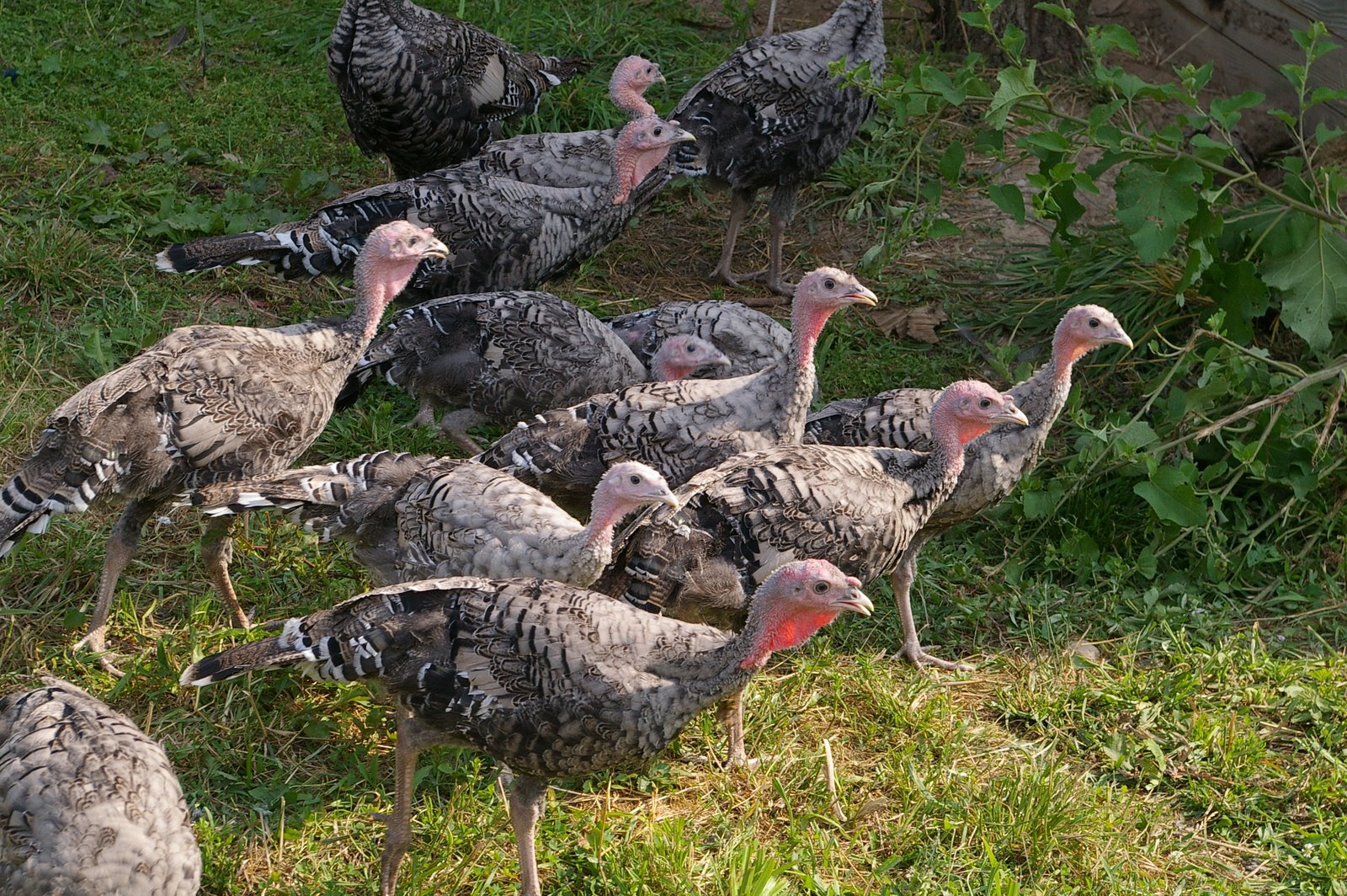 Saw-whet Manor: Turkey pen