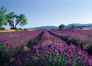 Photographie: champs de lavande