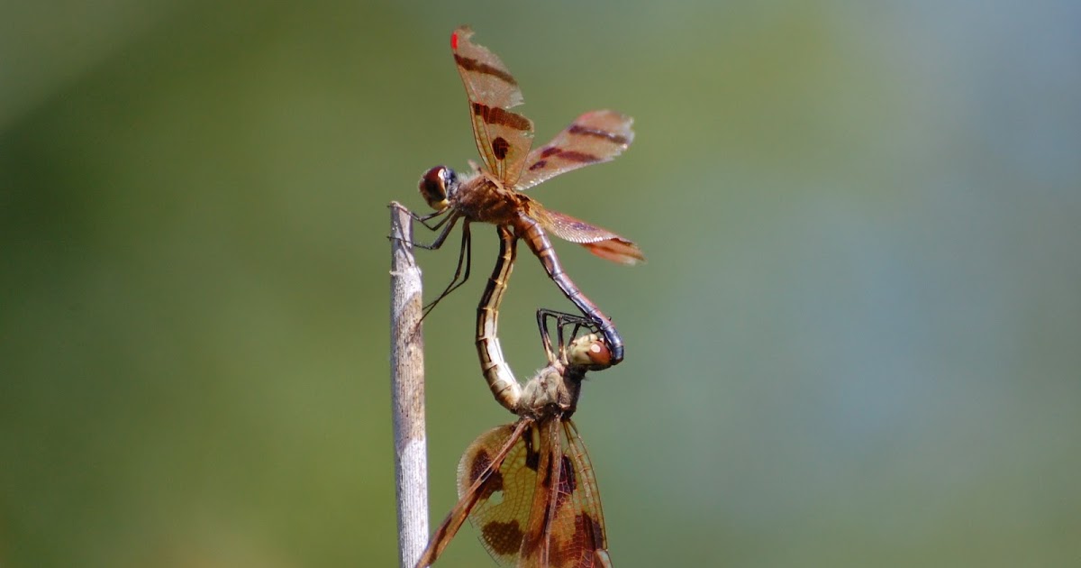 Urban Wildlife Guide: Halloween Pennant Dragonfly Mating Wheel