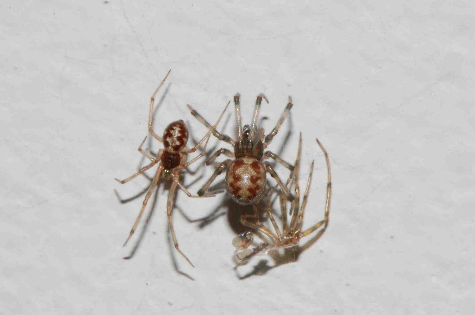 Urban Wildlife Guide: Spider Business