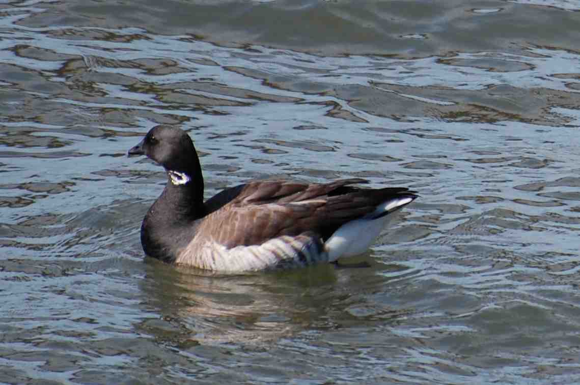 Urban Wildlife Guide: Winter Geese