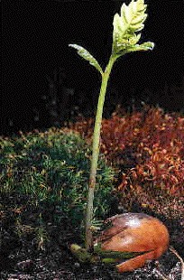 Des forêts et des arbres: De la graine à l'arbre