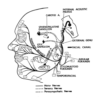 12 Cranial Nerve Coloring Coloring Pages