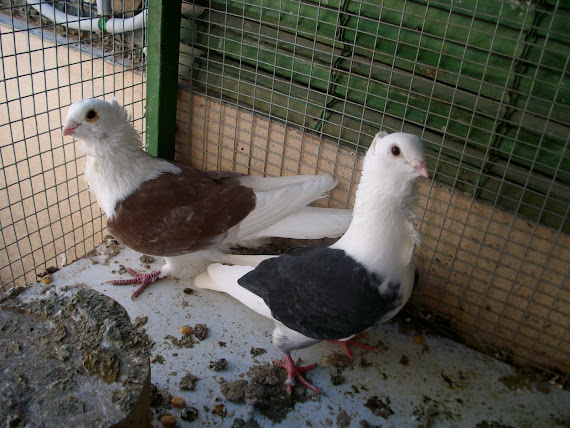 PALOMAR LOS FELIPINES "El Cobi": VENTA DE PALOMAS BUCHONAS