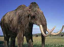 La Vita, l'arte, e tutto il resto: Mammuth e genetica. Forse Jurassic ...