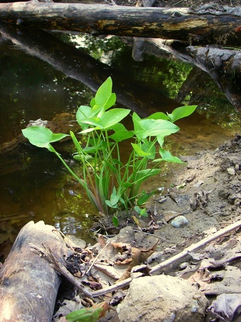 Notes from Alderleaf Wilderness College: Aquatic Permaculture Plants ...