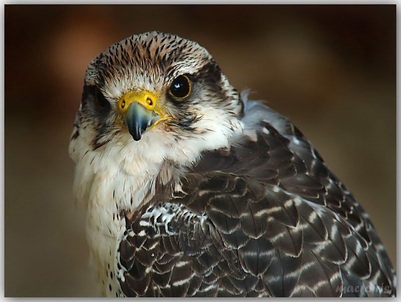 macroiris: Alcotan Europeo (Falco Subbuteo)